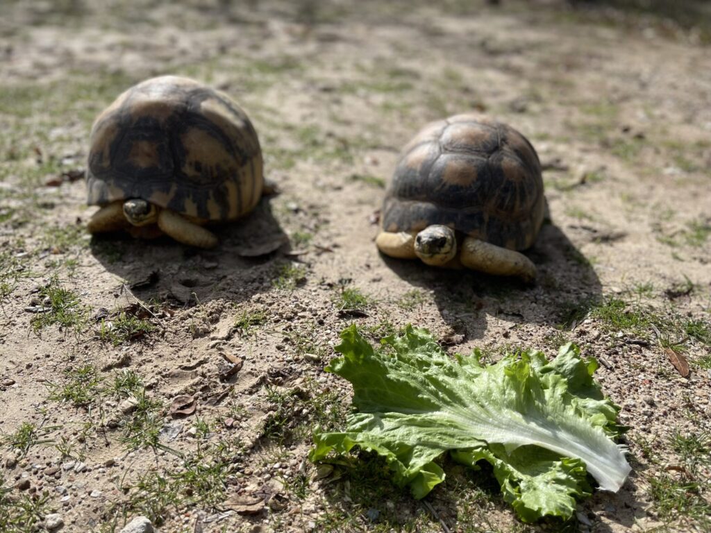 Wild At Heart - The Houston Zoo - Zoos - USA - Texas - Houston Zoo Zoo ...