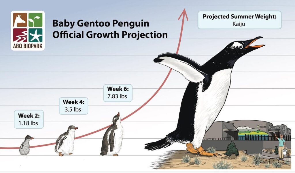 "Rapid Growth Of Baby Penguin: Weight And Behavior Analysis Reveals ...