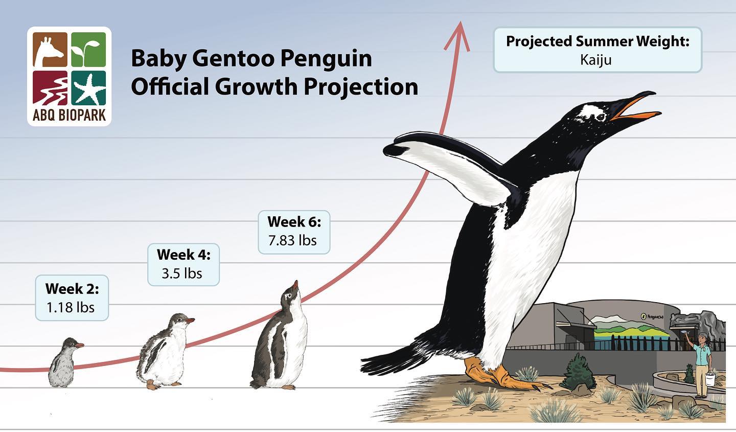 "Rapid Growth Of Baby Penguin: Weight And Behavior Analysis Reveals ...