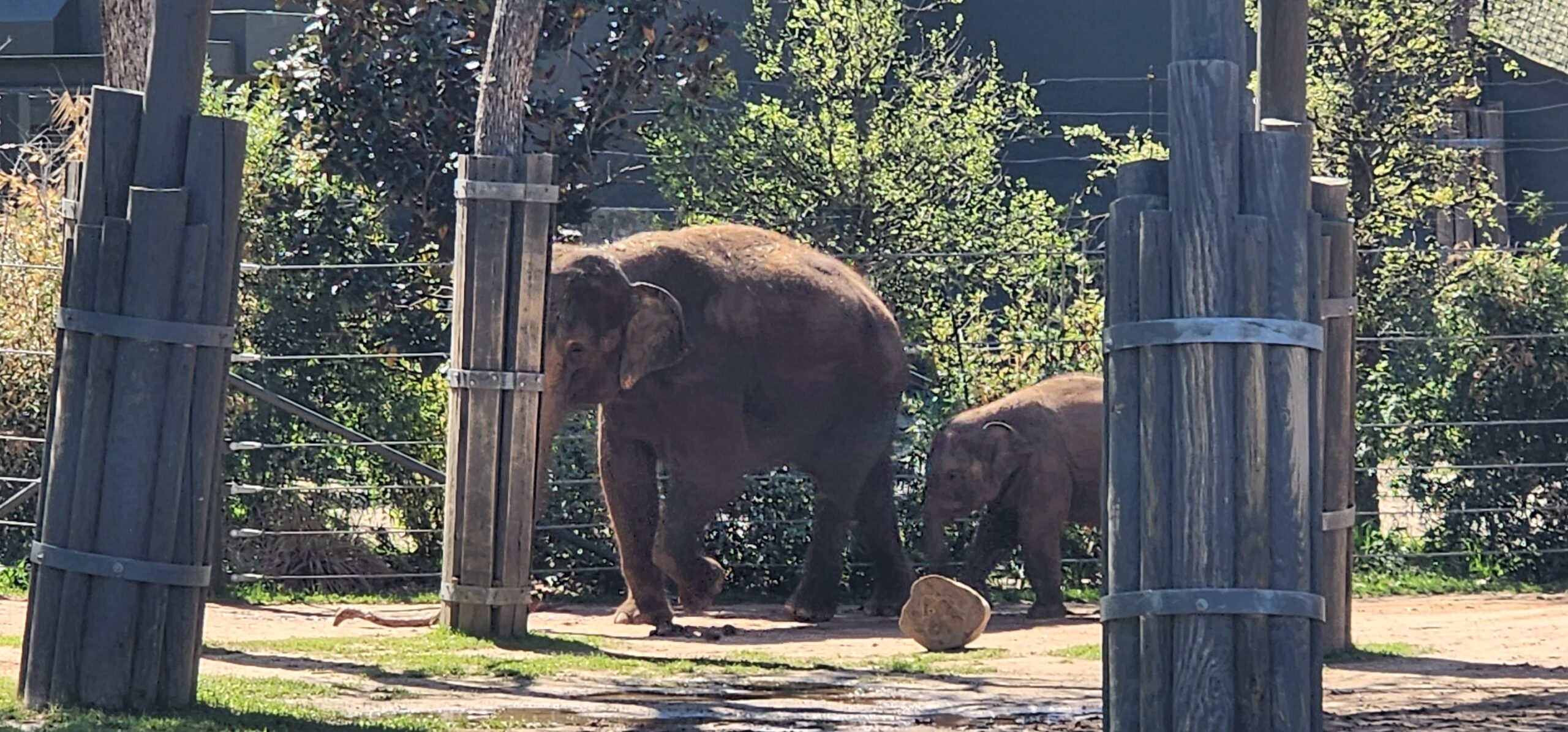 Asian Elephant Facts, Habitat, Conservation Status, Zoo Populations ...
