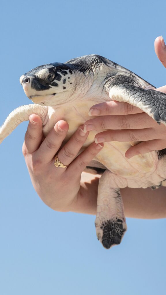 National Aquarium Sends Off 25 Juvenile Sea Creatures Into The Wild On ...