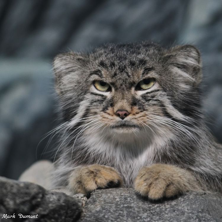 Celebrating International Pallas's Cat Day: Recognizing The Thick Fur ...