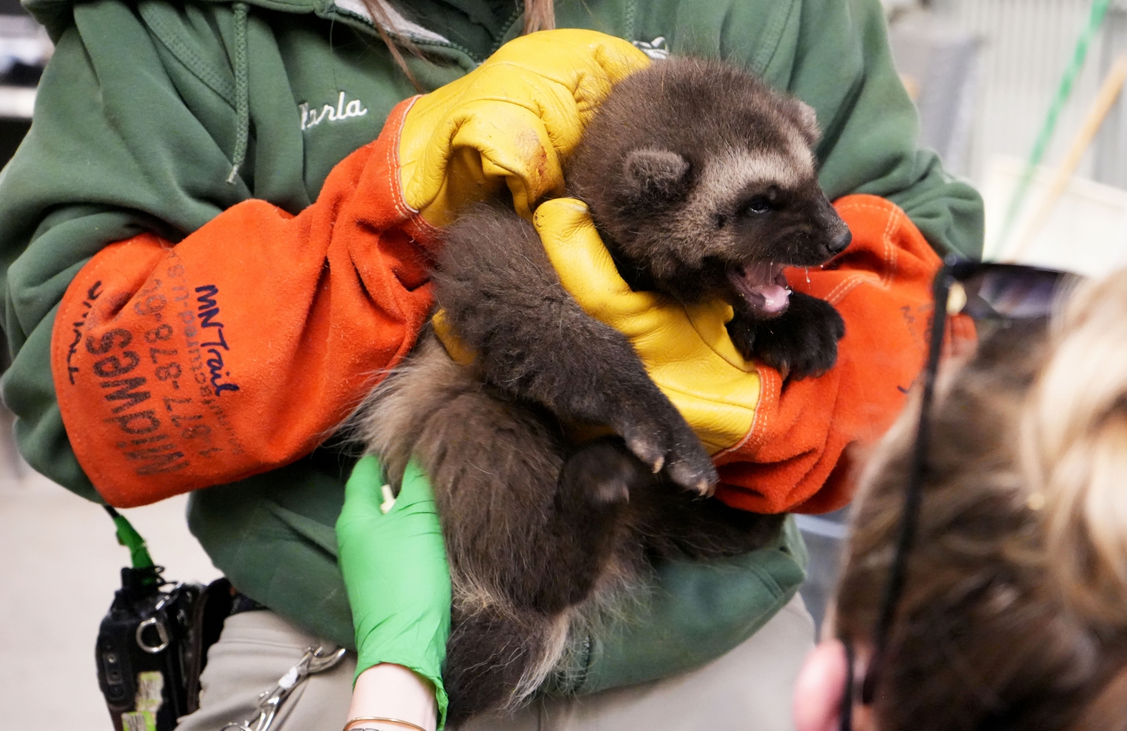 Minnesota Zoo Tenacious Two: Wolverine Kits Thriving At The Minnesota ...