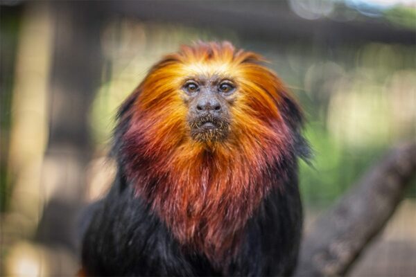 Meet The Animals: Golden-Headed Lion Tamarins - Zoos - USA - Florida ...