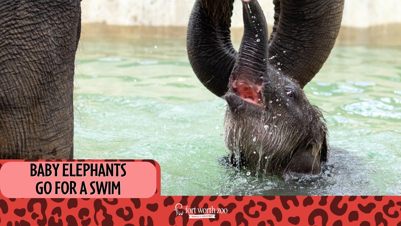Tiny Elephants Swim! - Zoos - USA - Texas - Fort Worth Zoo Zoo Guide