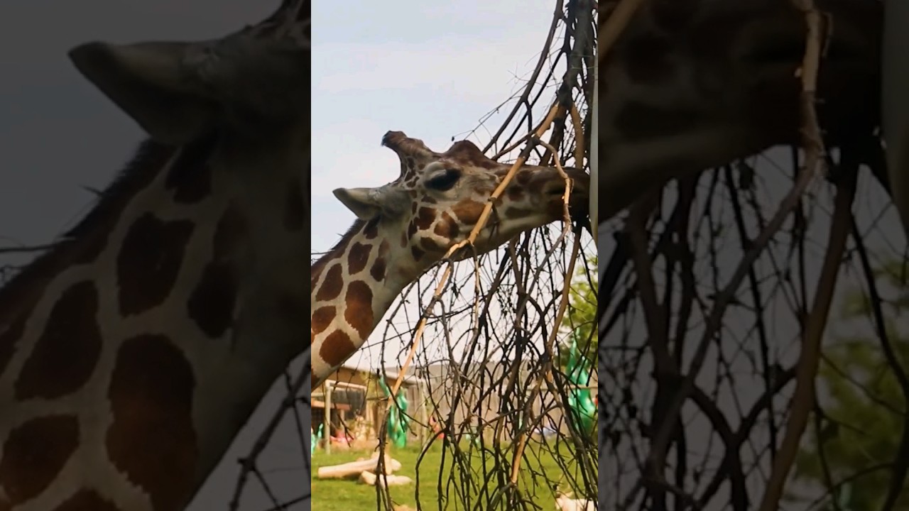 Snack Lovers Unite! | Blank Park Zoo - Zoos - USA - Iowa - Blank Park ...