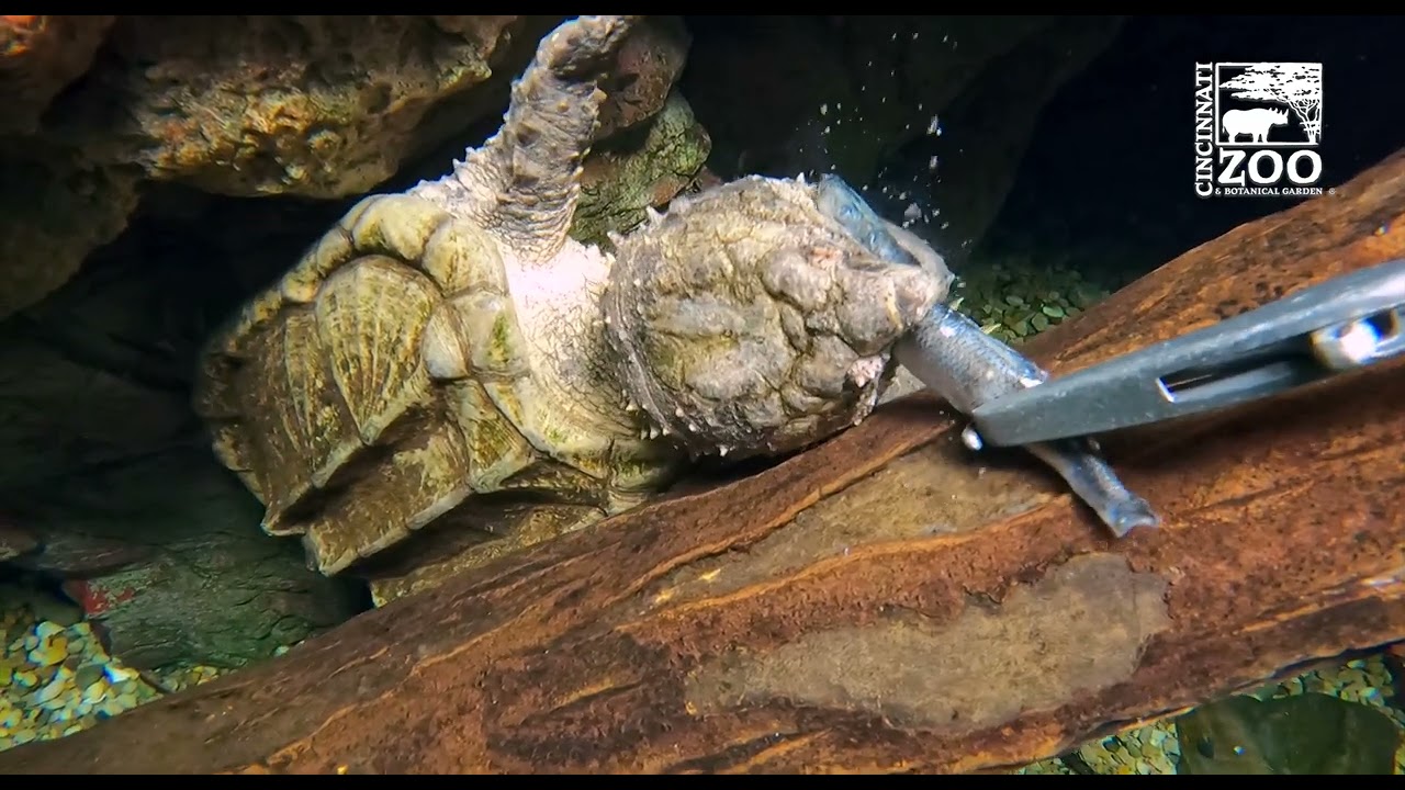 World Turtle Day: Feeding Alligator Snapping Turtles At Cincinnati Zoo ...
