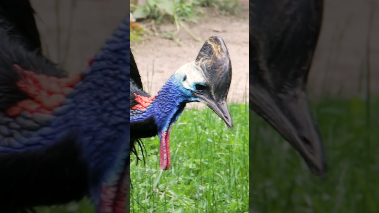 Cassowaries On Your Timeline - Zoos - USA - Iowa - Blank Park Zoo (Des ...