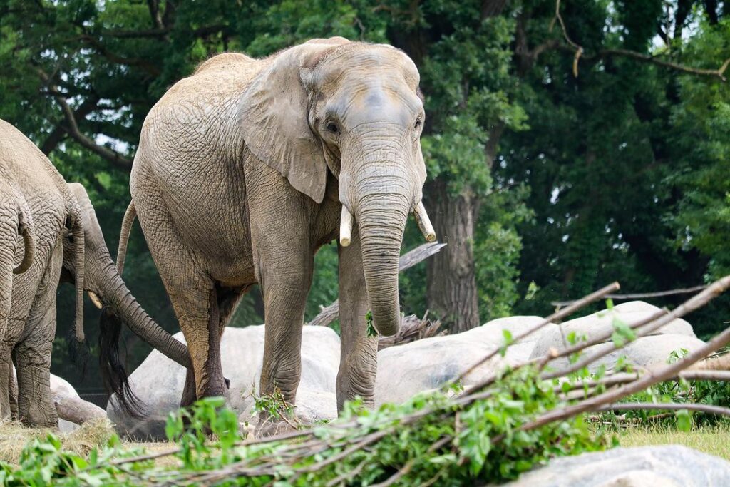 The Incredible Journey Of Young Male African Elephants - Zoos - USA ...