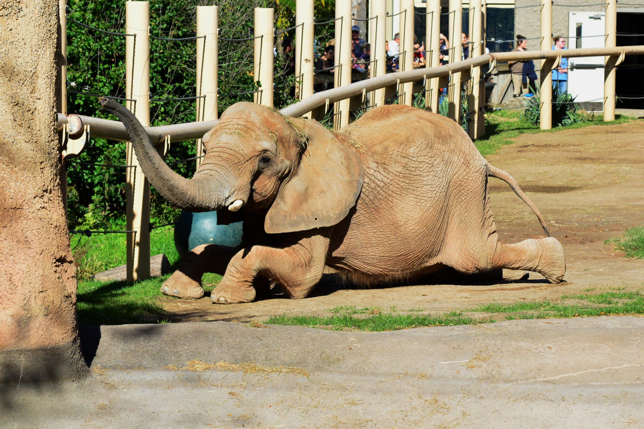 African Elephant Lilac Turns 45 - Happy Birthday! - Zoos - USA - New ...