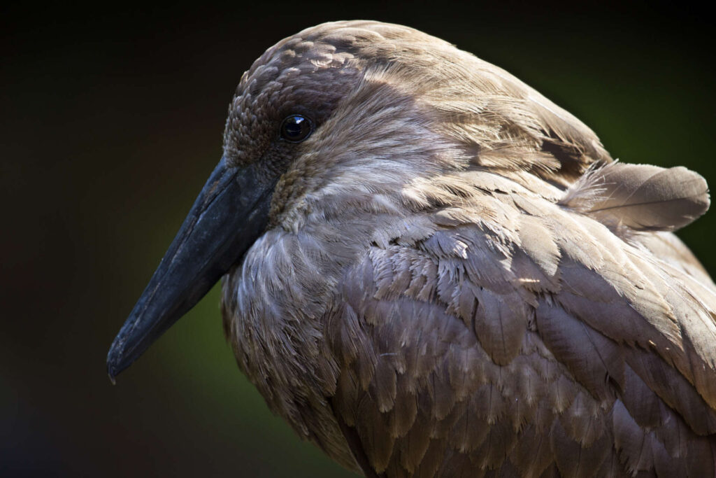 Planning A Mixed-species Aviary - Zoo Atlanta - Zoos - USA - Georgia ...
