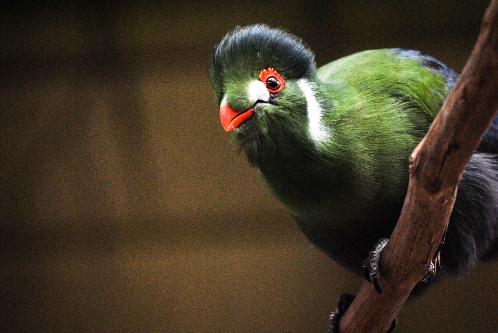 Definitive Guide To White-cheeked Turaco Facts, Habitat, Conservation ...