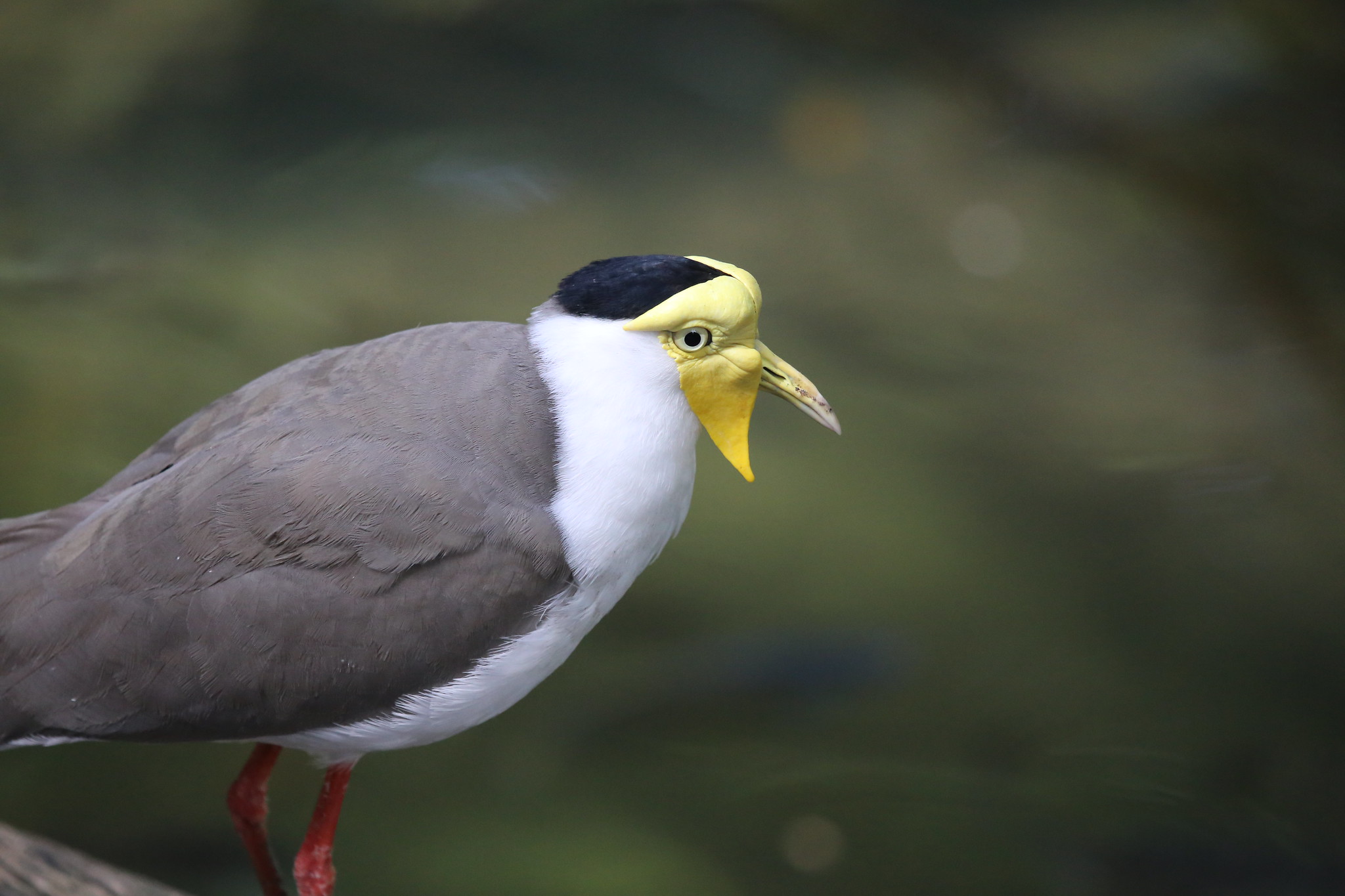 Masked Lapwing Facts, Habitat, Conservation Status, Zoo Populations ...