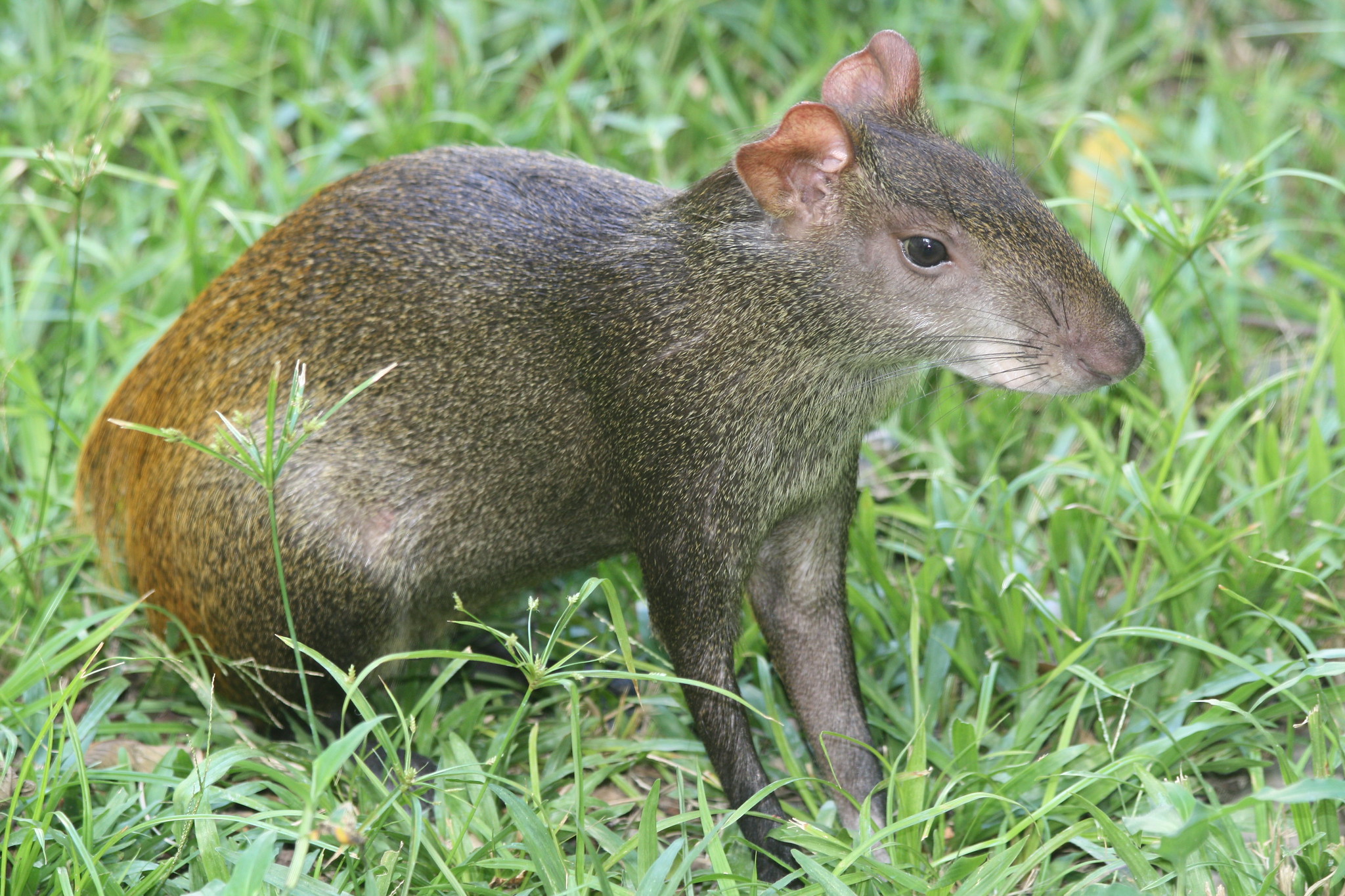 Red-rumped Agouti Facts, Habitat, Conservation Status, Zoo Populations ...