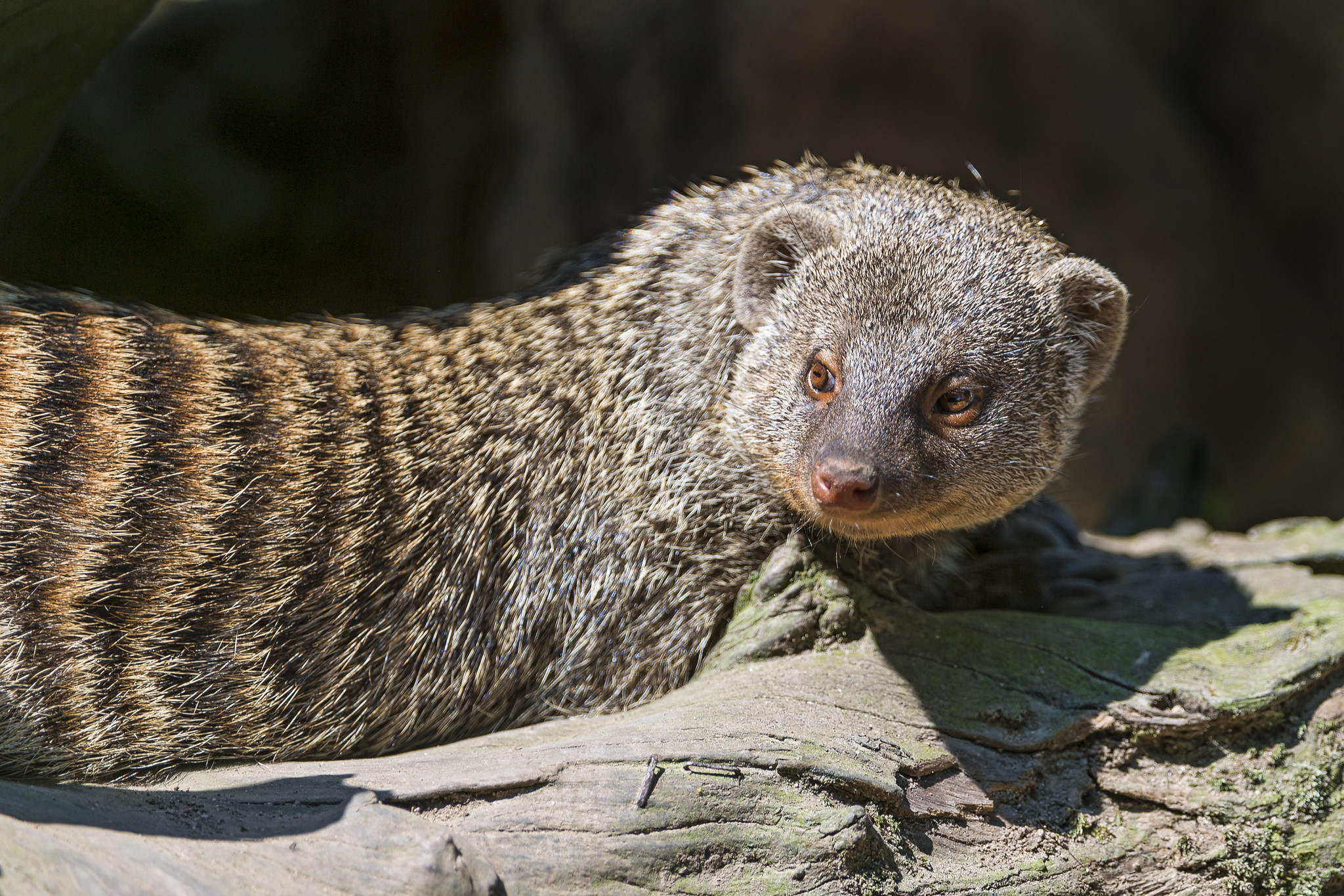 Definitive Guide To Banded Mongoose Facts, Habitat, Conservation Status ...