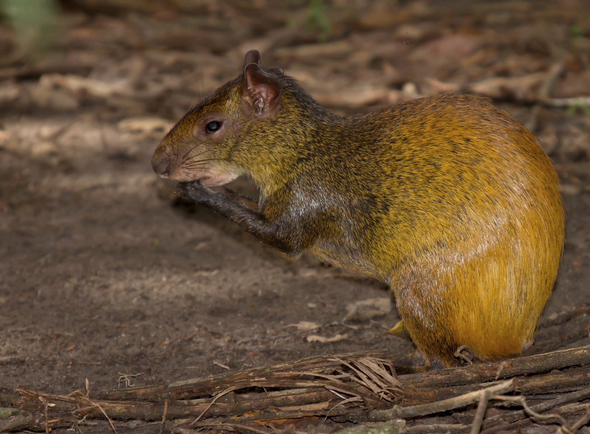 Definitive Guide To Red-rumped Agouti Facts, Habitat, Conservation ...