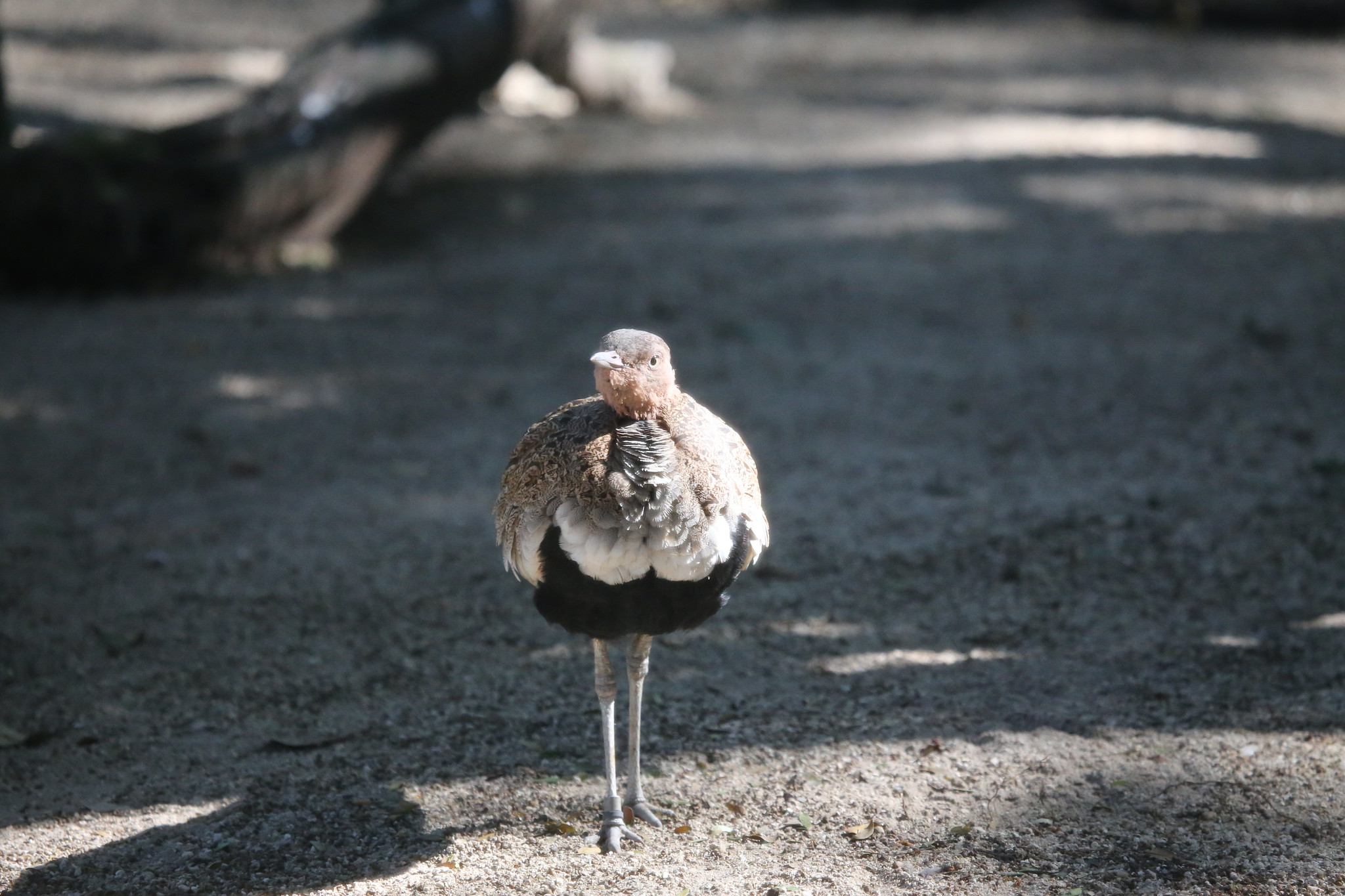 Definitive Guide To Buff-crested Bustard Facts, Habitat, Conservation ...
