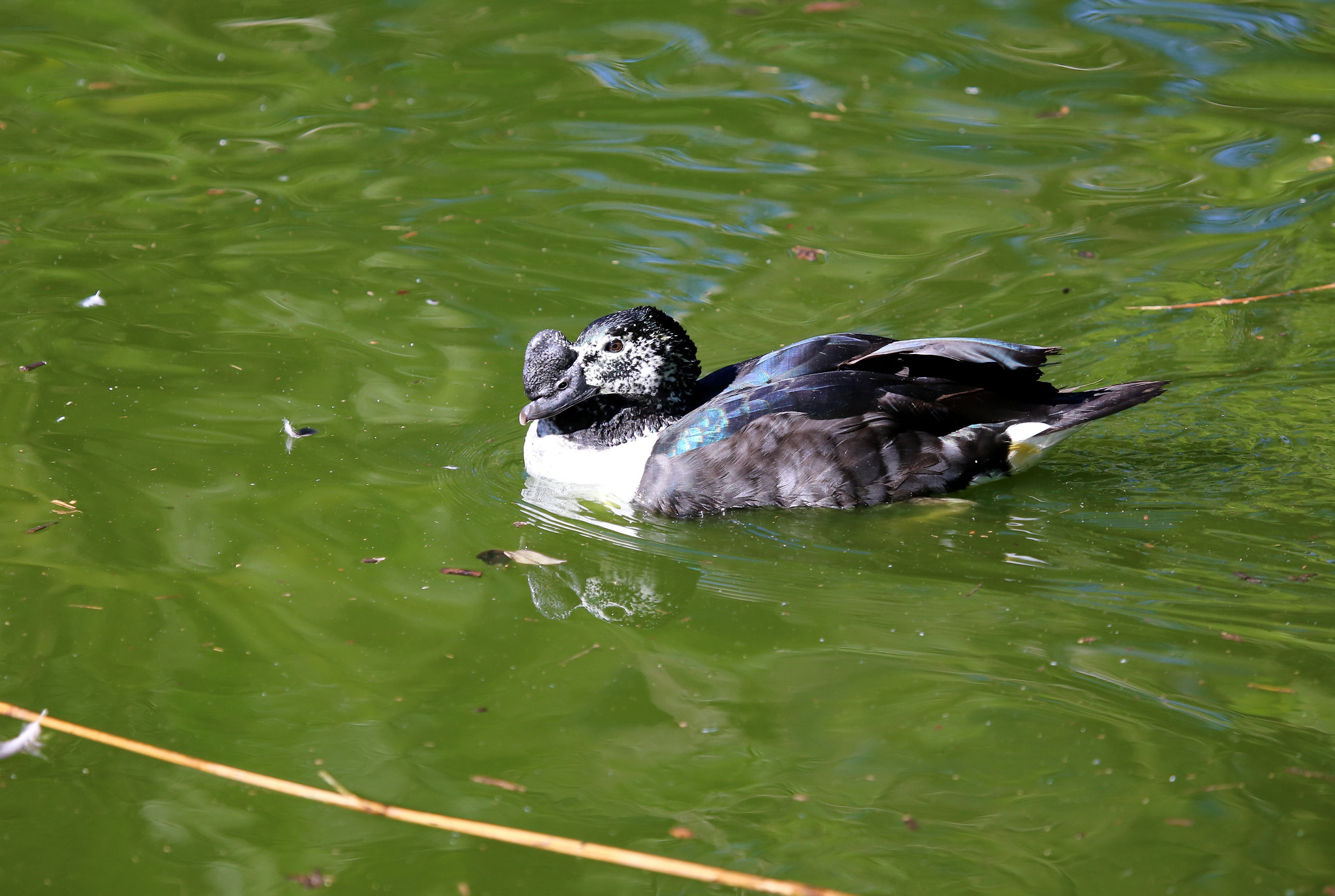 Definitive Guide To American Comb Duck Facts, Habitat, Conservation ...