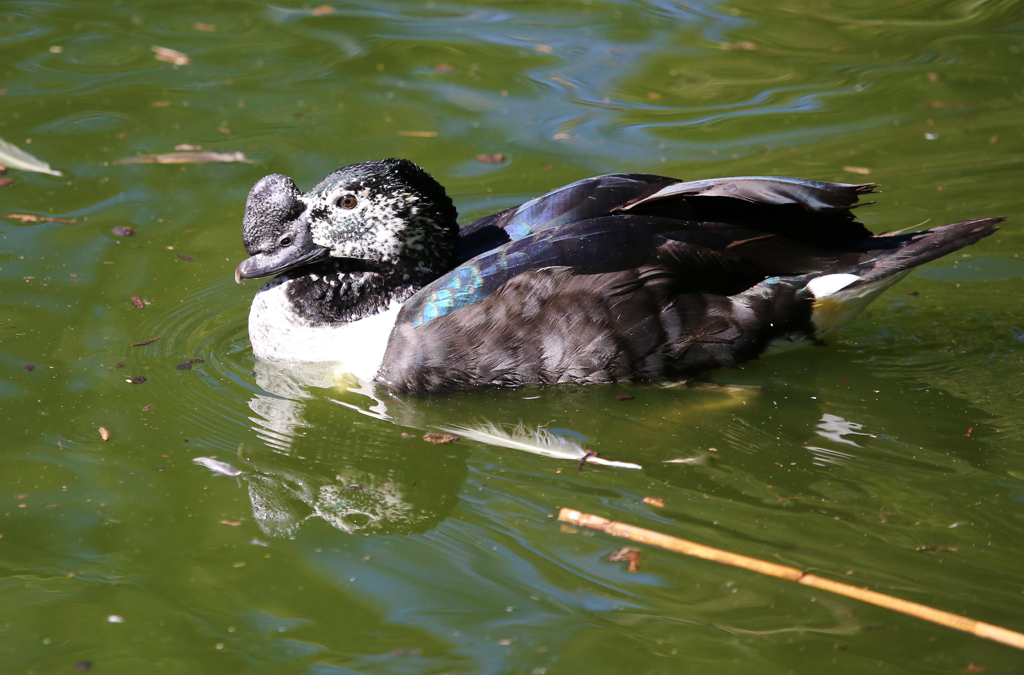 Definitive Guide To American Comb Duck Facts, Habitat, Conservation ...