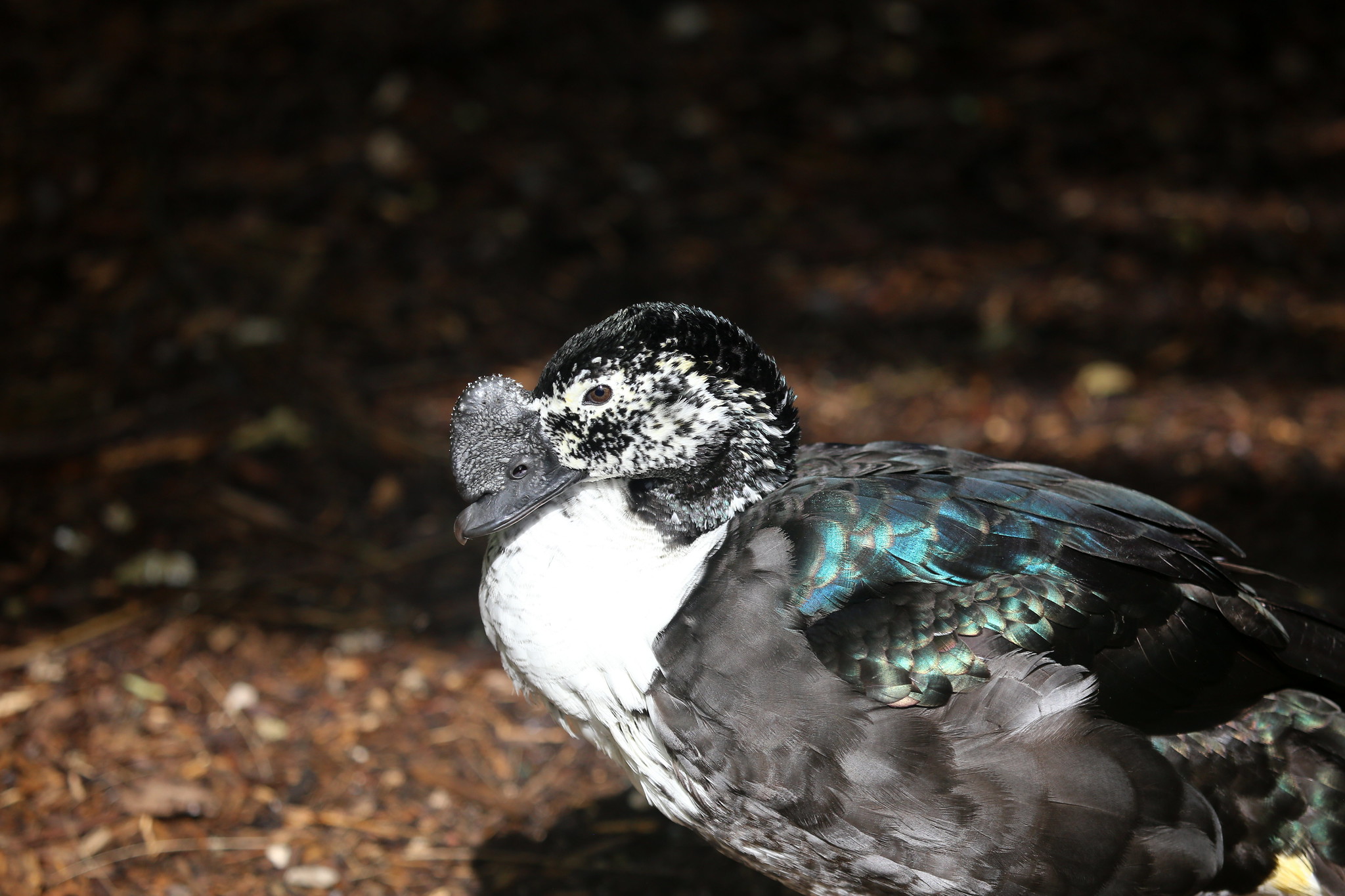 Definitive Guide To American Comb Duck Facts, Habitat, Conservation ...