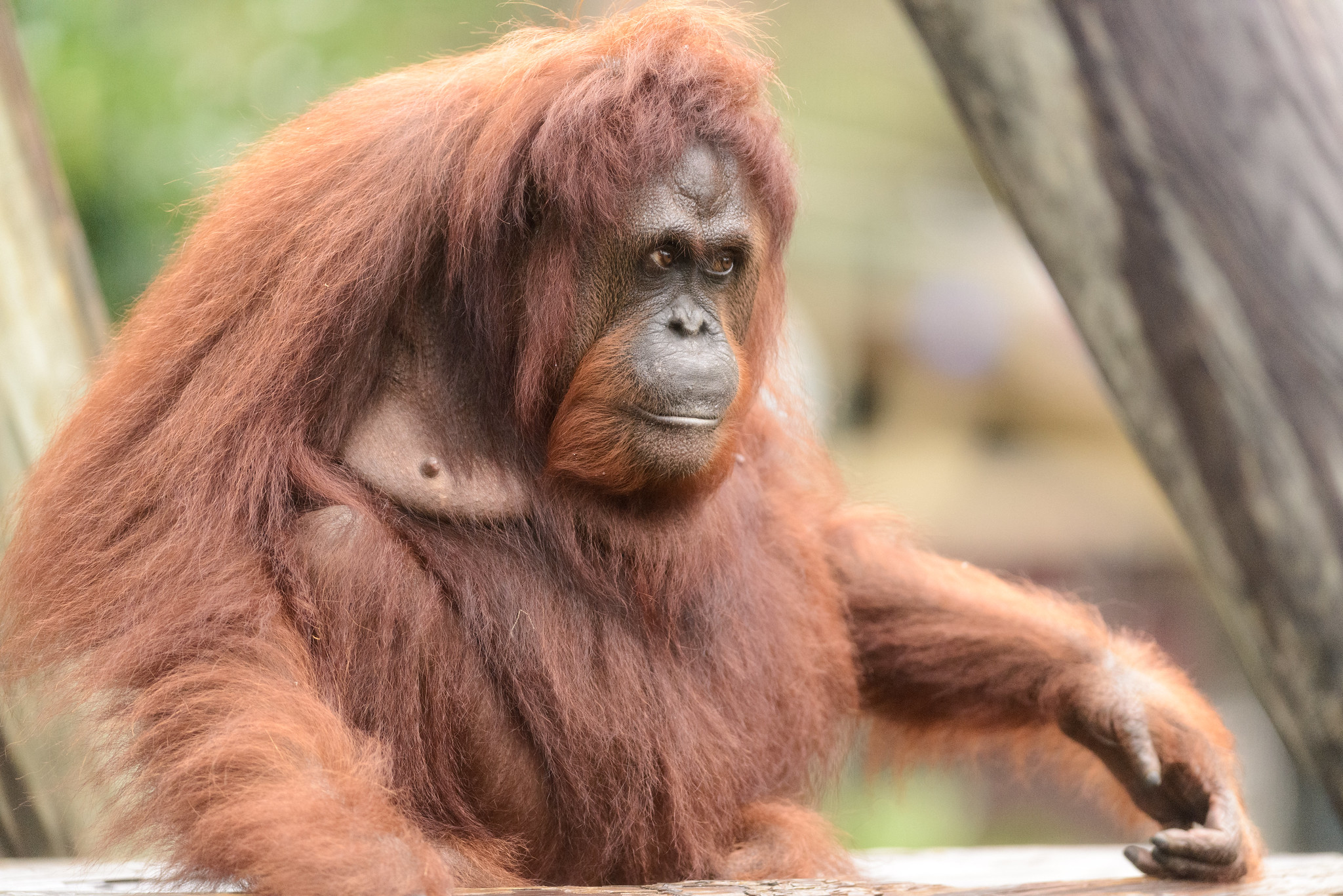 Definitive Guide To Bornean Orangutan Facts, Habitat, Conservation ...