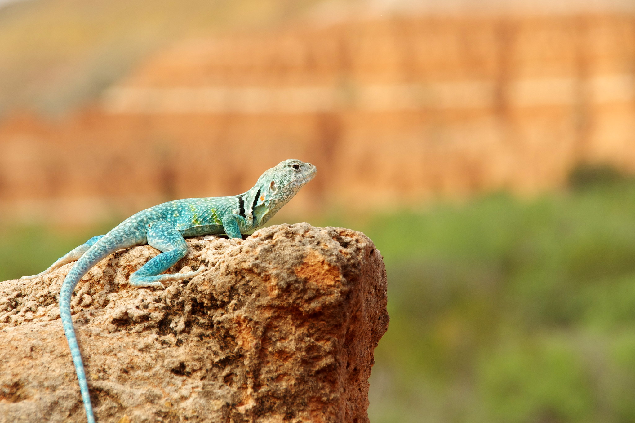 Definitive Guide To Common Collared Lizard Facts, Habitat, Conservation ...