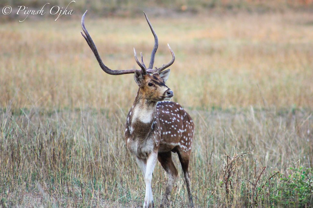 Axis Deer Facts, Habitat, Conservation Status, Zoo Populations ...