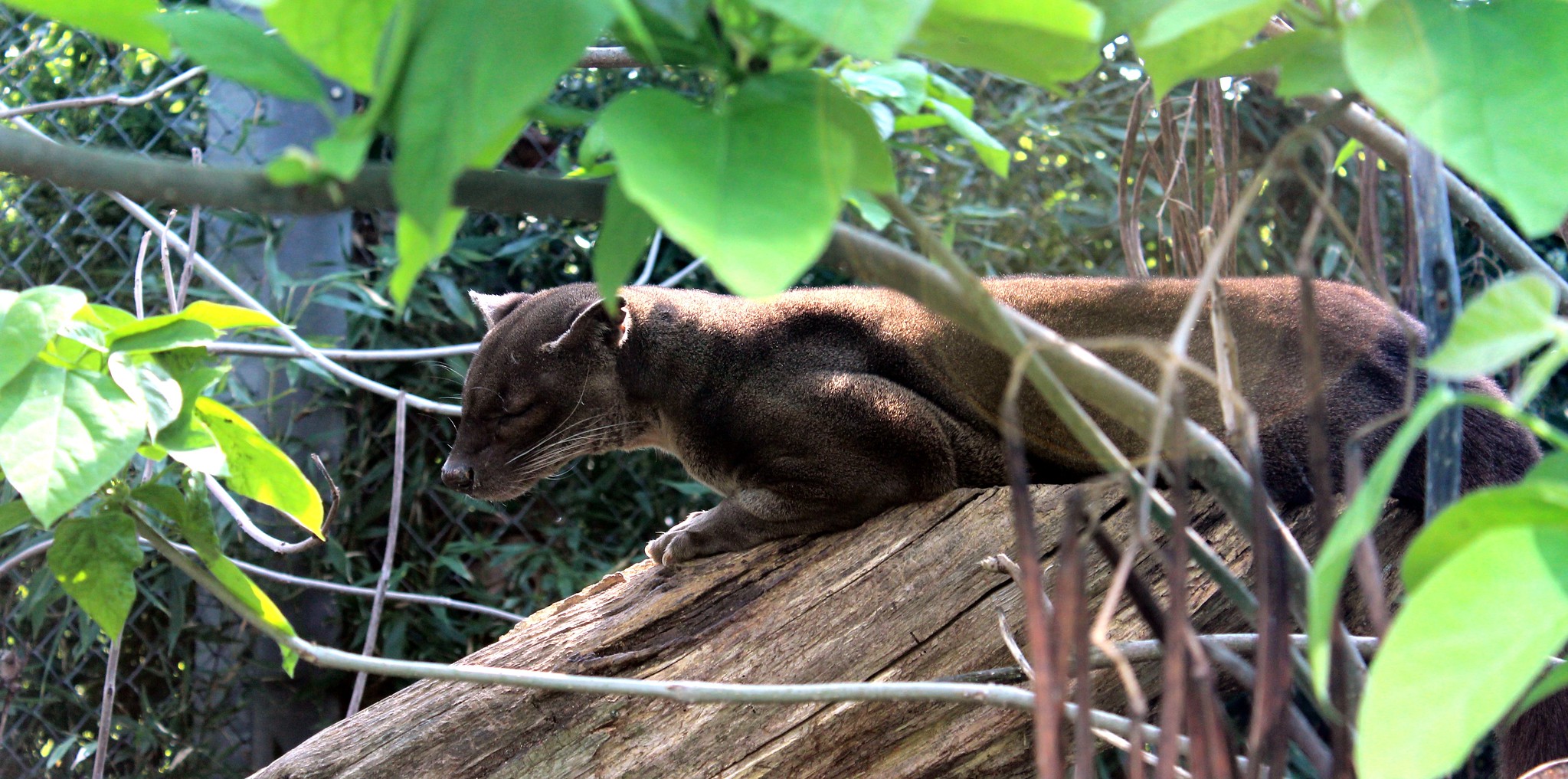 Definitive Guide To Fossa Facts, Habitat, Conservation Status, Zoo ...