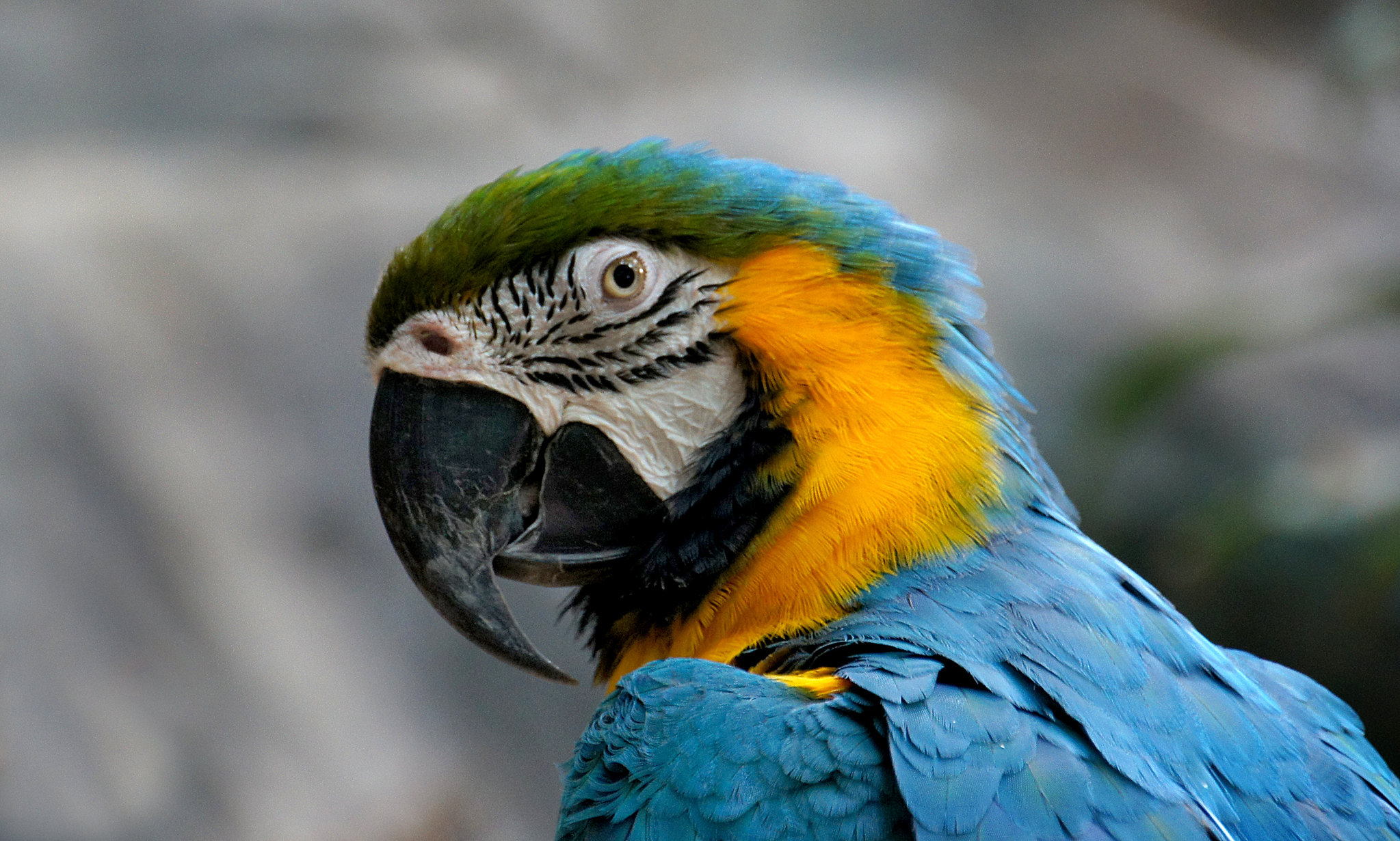 Definitive Guide To Blue-and-Yellow Macaw Facts, Habitat, Conservation ...