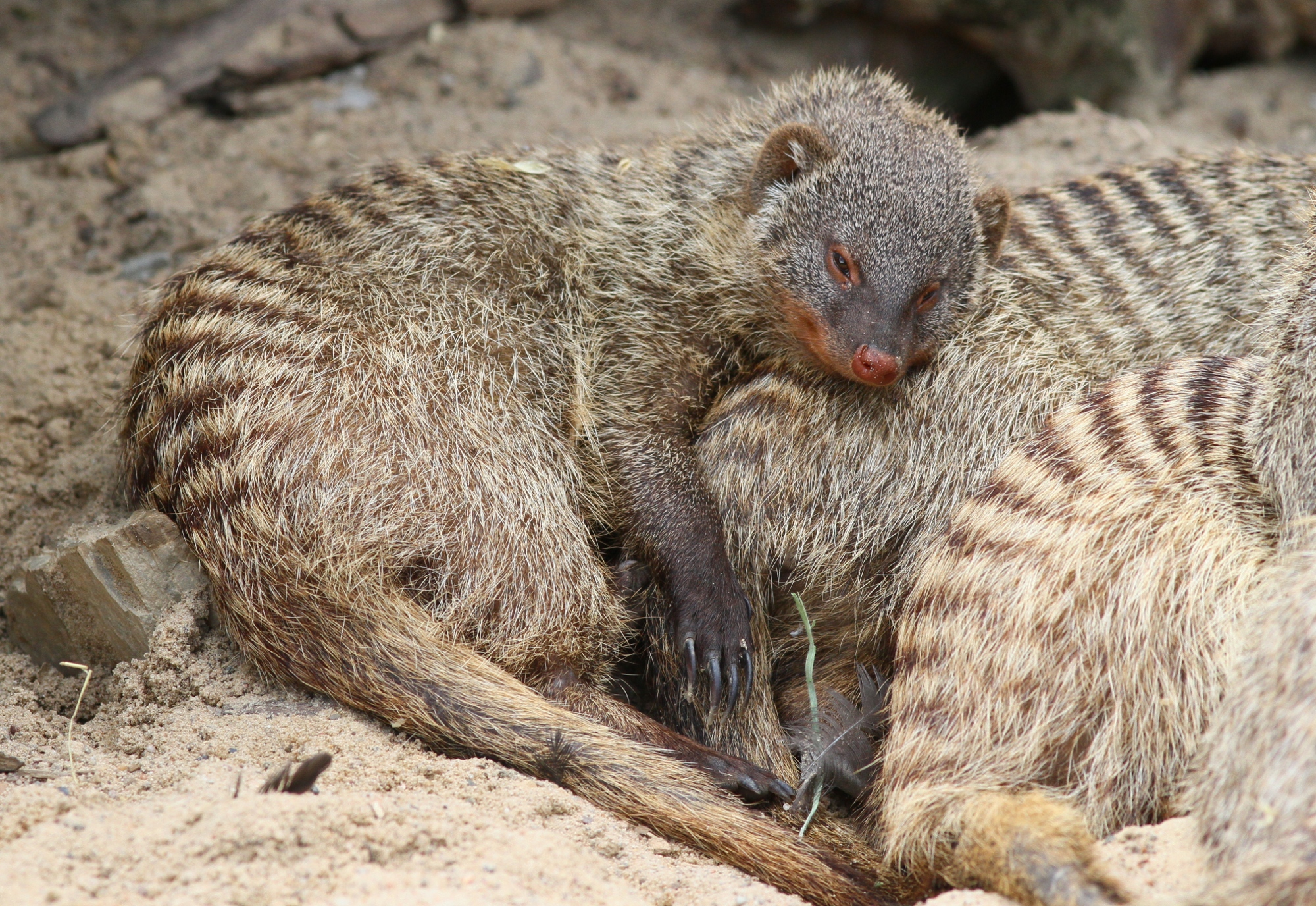 Definitive Guide To Banded Mongoose Facts, Habitat, Conservation Status ...