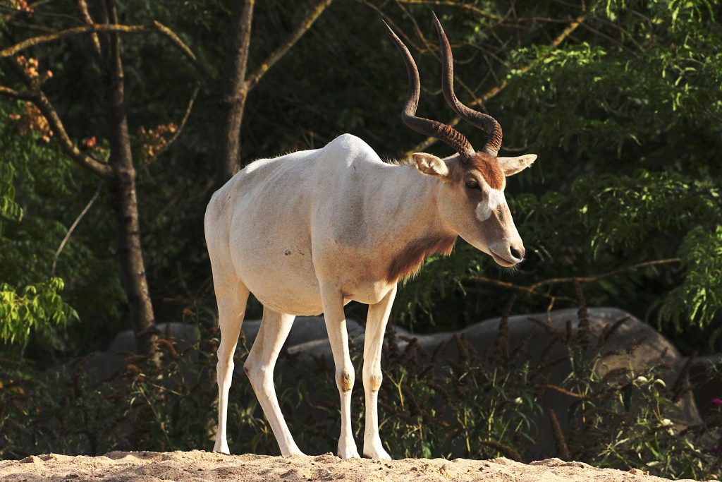 Addax Facts, Habitat, Conservation Status, Zoo Populations, Pictures ...