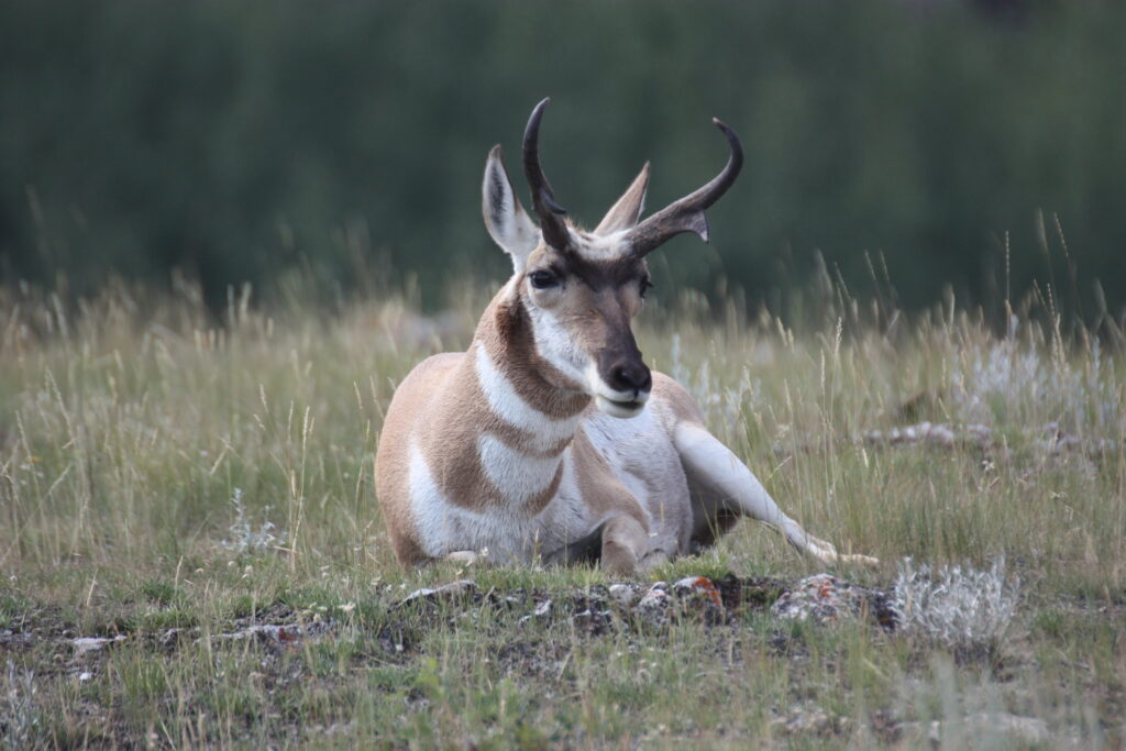 Definitive Guide To Pronghorn Facts, Habitat, Conservation Status, Zoo ...