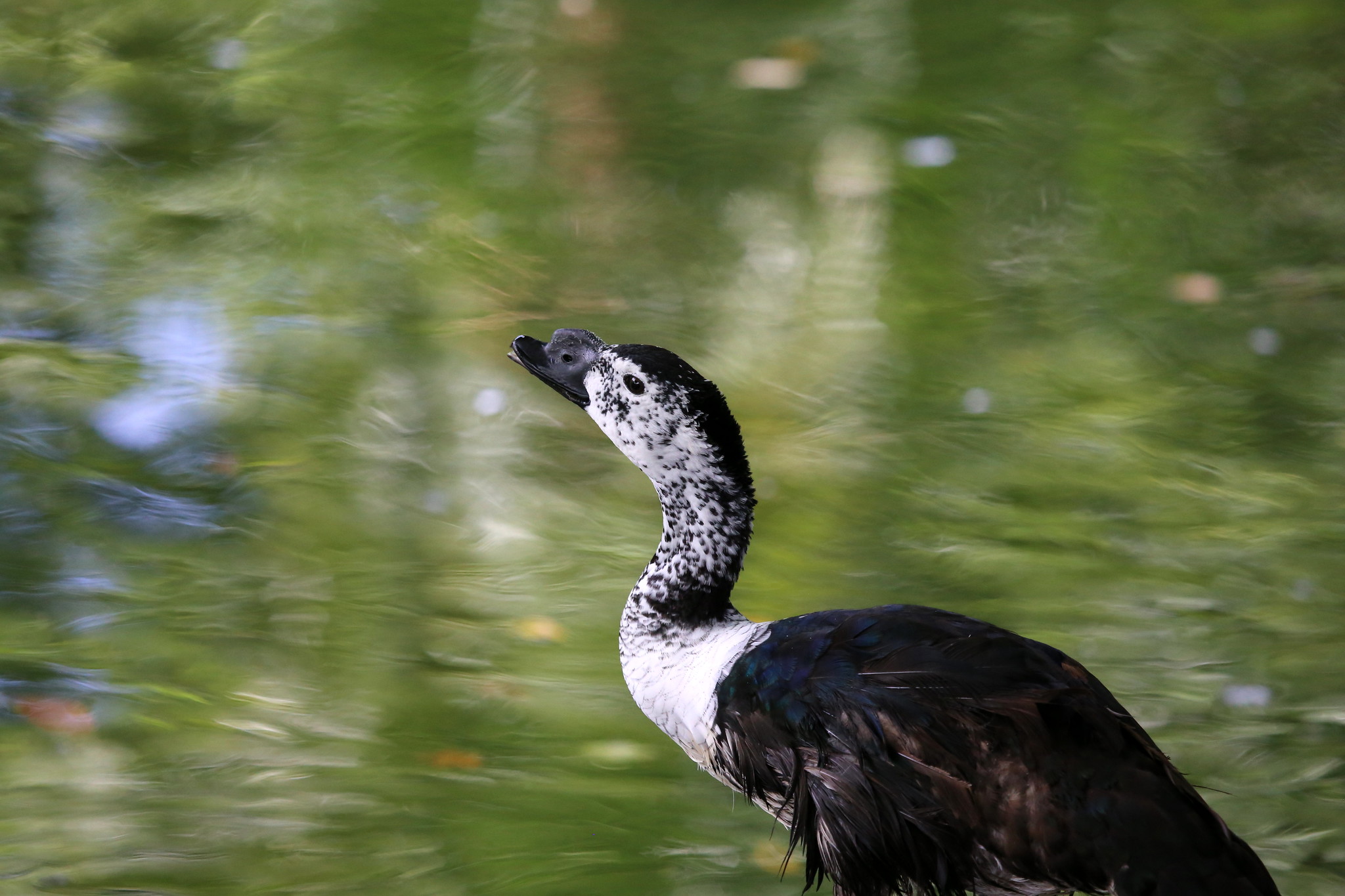 Definitive Guide To American Comb Duck Facts, Habitat, Conservation ...