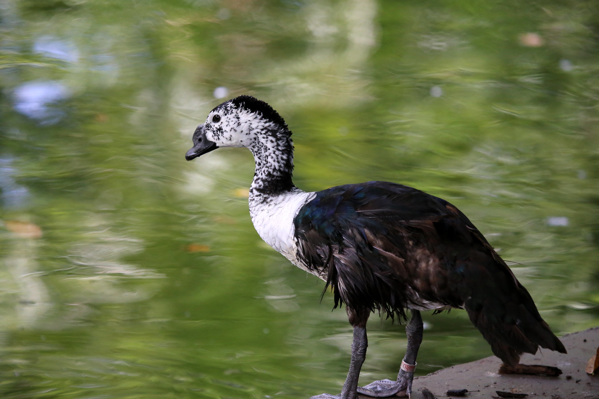 Definitive Guide To American Comb Duck Facts, Habitat, Conservation ...