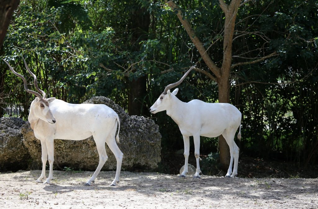 Addax Facts, Habitat, Conservation Status, Zoo Populations, Pictures ...