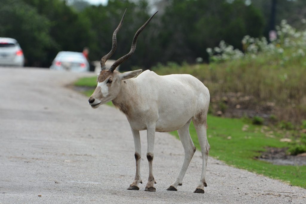 Addax Facts, Habitat, Conservation Status, Zoo Populations, Pictures ...
