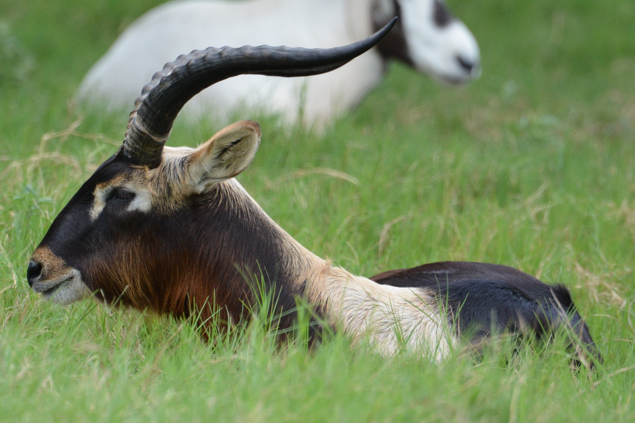 Nile Lechwe Facts, Habitat, Conservation Status, Zoo Populations ...