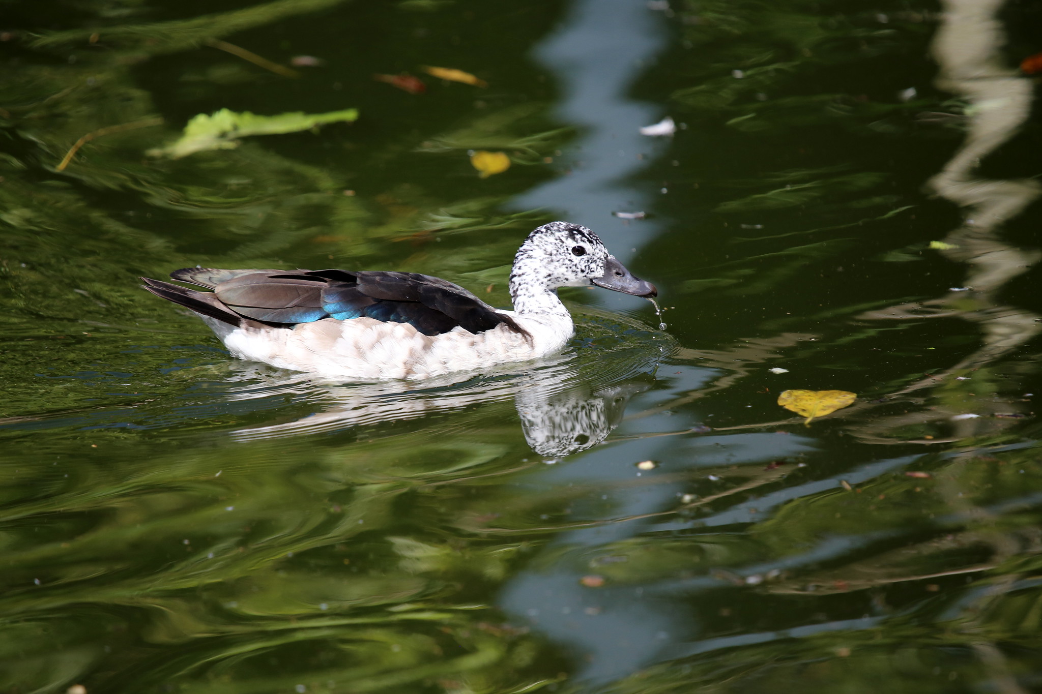 Definitive Guide To American Comb Duck Facts, Habitat, Conservation ...