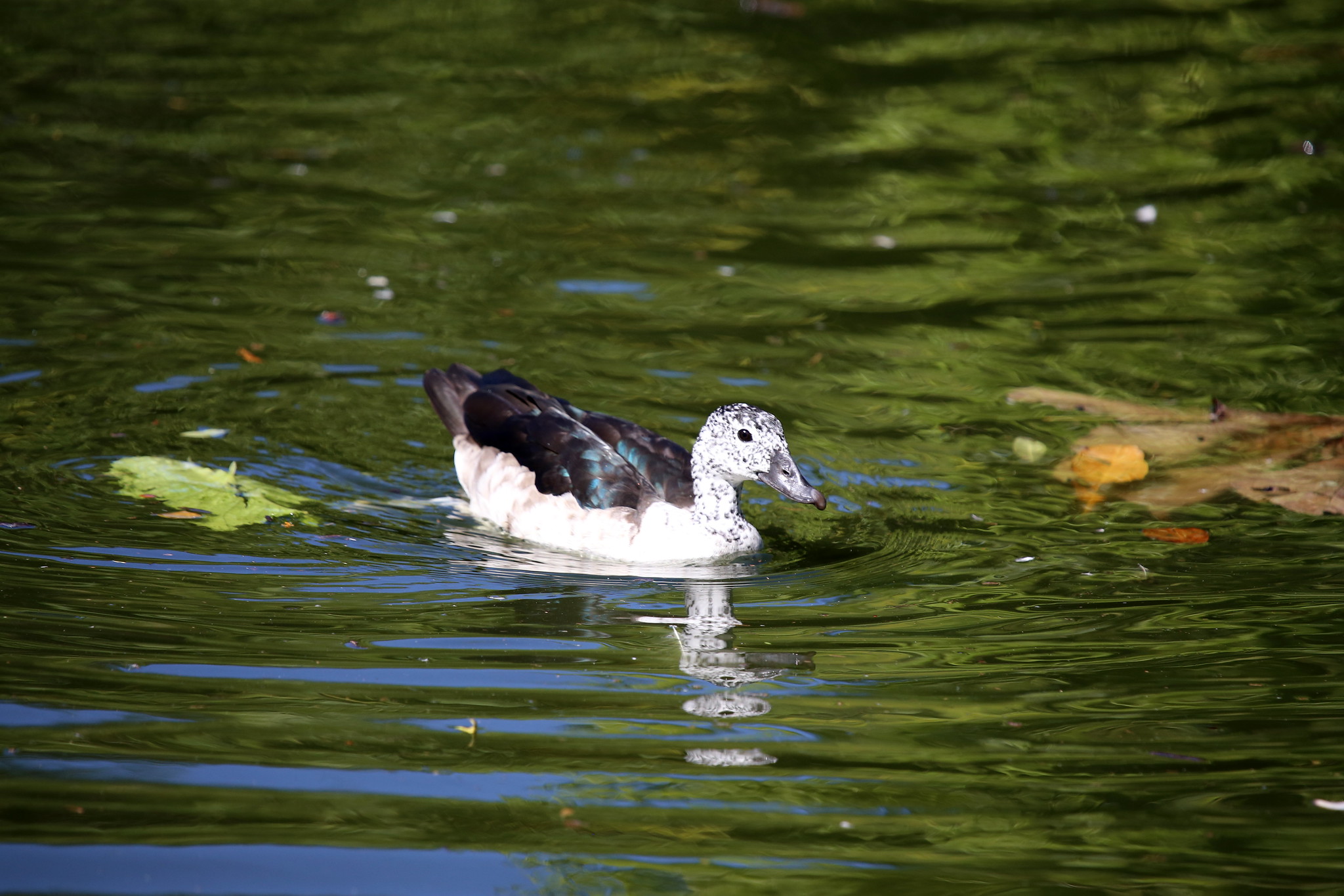 Definitive Guide To American Comb Duck Facts, Habitat, Conservation ...