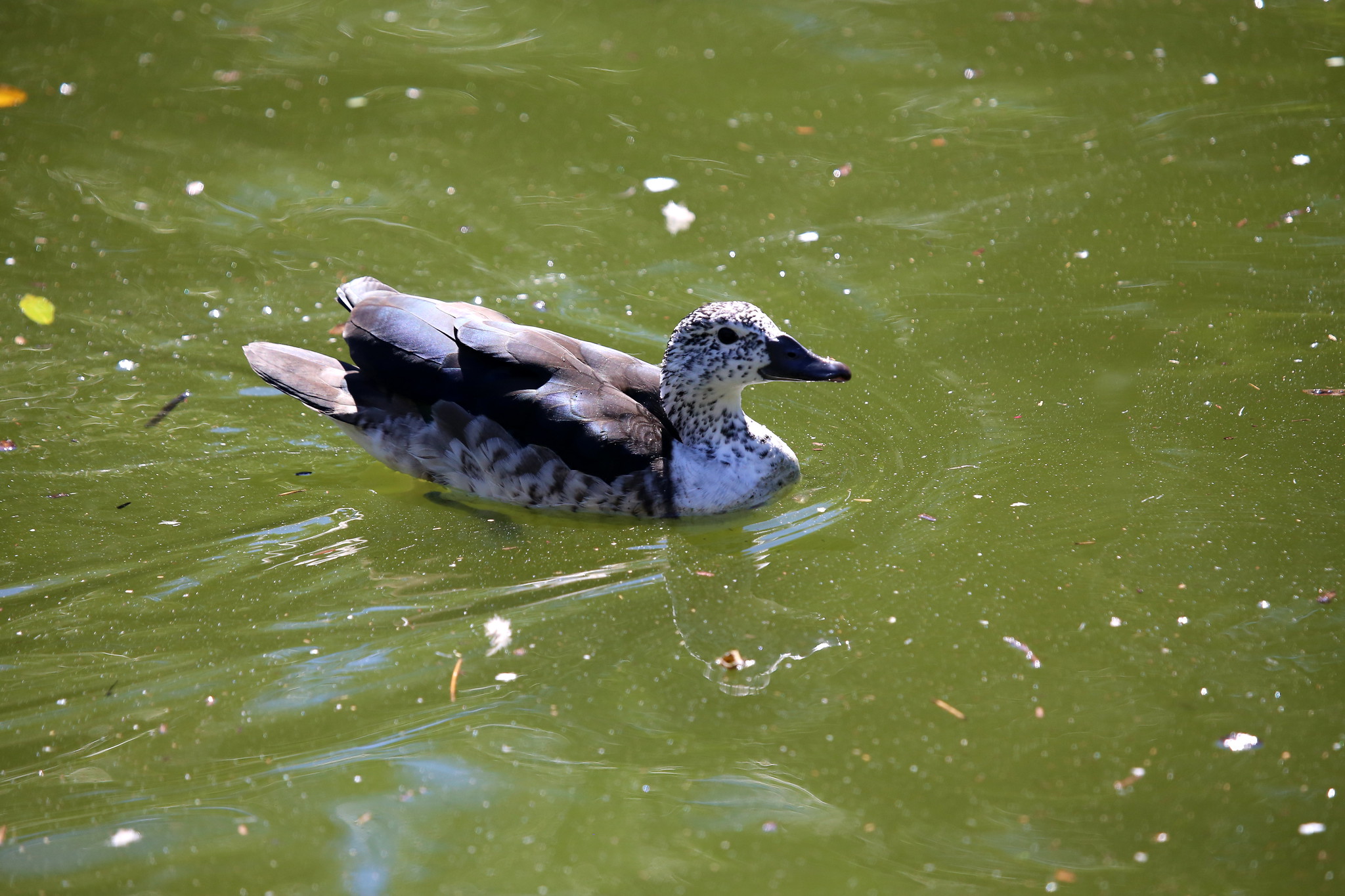 Definitive Guide To American Comb Duck Facts, Habitat, Conservation ...