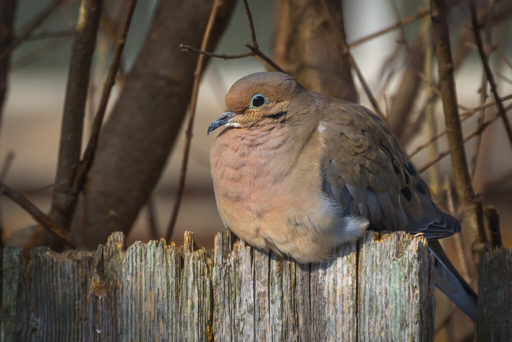 Definitive Guide To Mourning Dove Facts, Habitat, Conservation Status ...