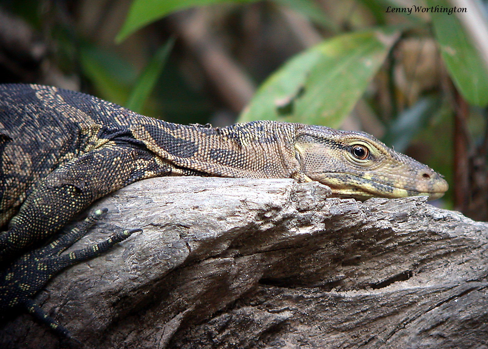 Asian Water Monitor Facts, Habitat, Conservation Status, Zoo ...