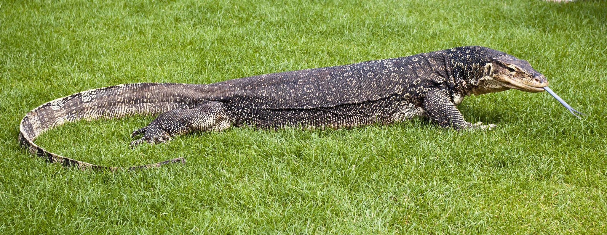 Asian Water Monitor Facts, Habitat, Conservation Status, Zoo ...