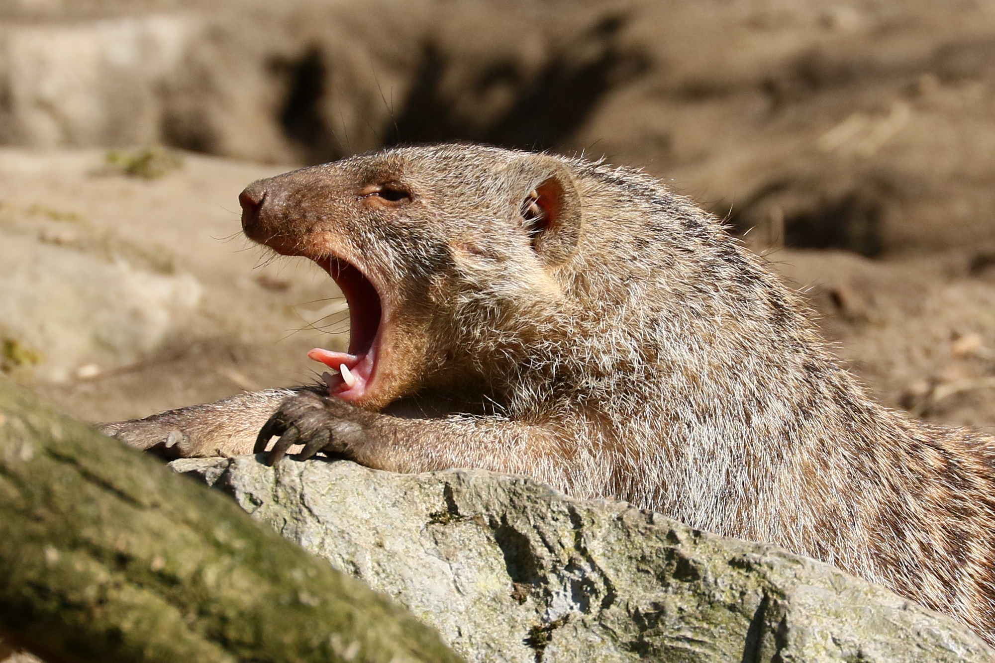 Definitive Guide To Banded Mongoose Facts, Habitat, Conservation Status, Zoo Populations ...