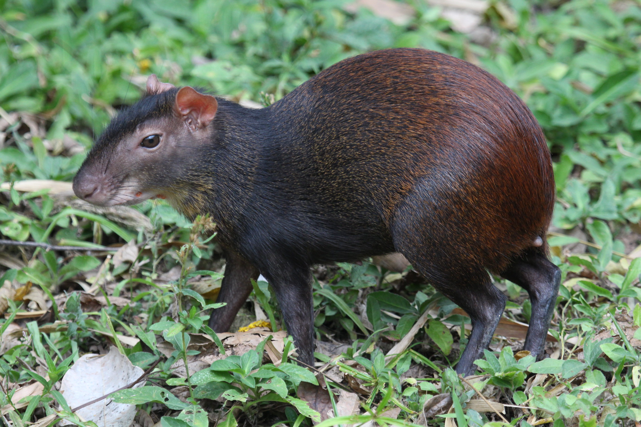 Definitive Guide To Red-rumped Agouti Facts, Habitat, Conservation ...