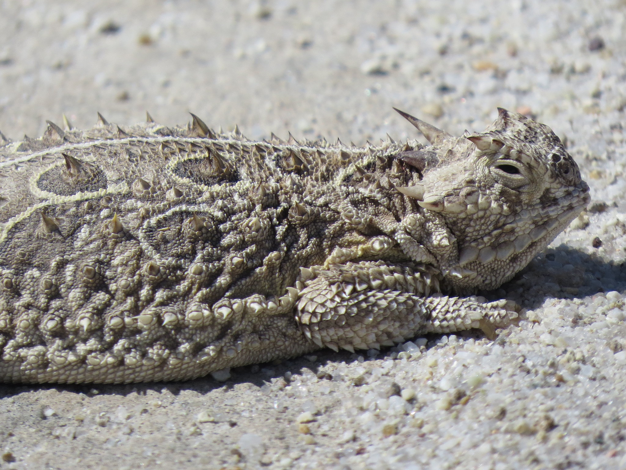 Definitive Guide To Texas Horned Lizard Facts, Habitat, Conservation ...