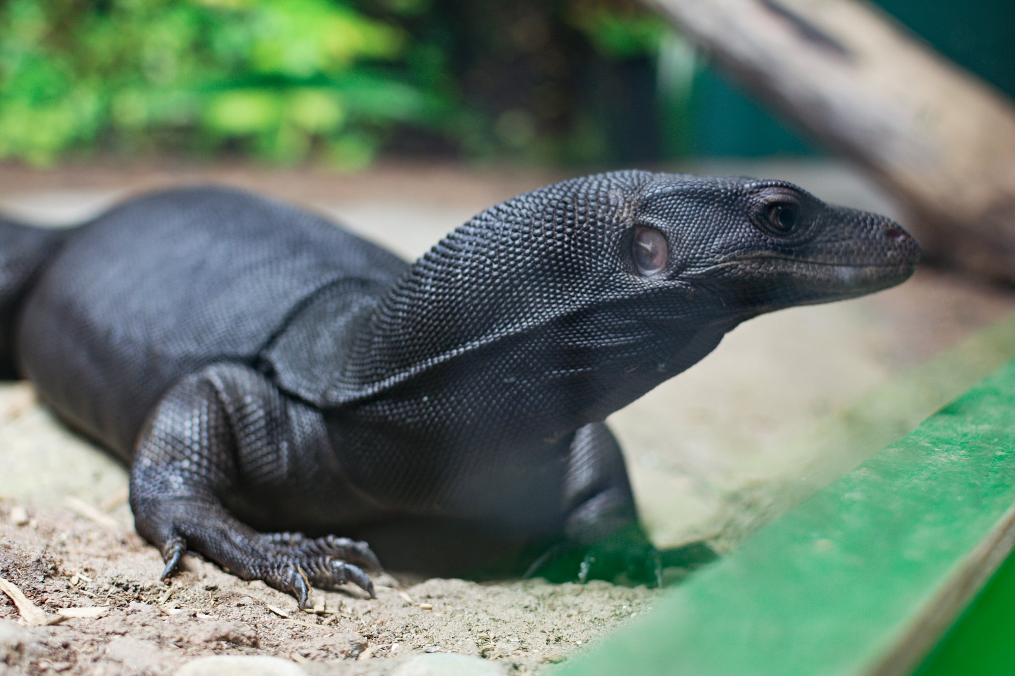 Asian Water Monitor Facts, Habitat, Conservation Status, Zoo ...