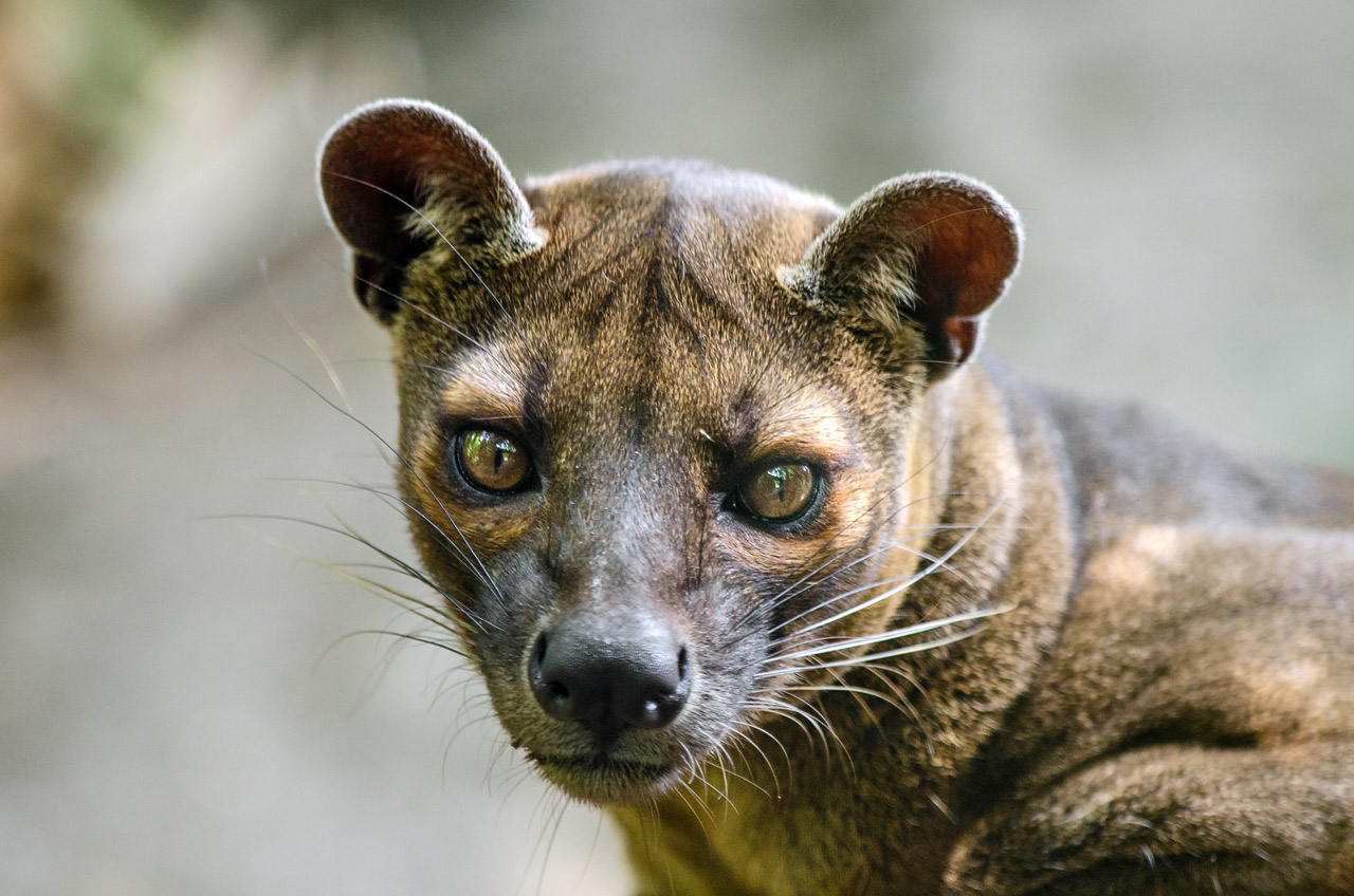 Definitive Guide To Fossa Facts, Habitat, Conservation Status, Zoo ...