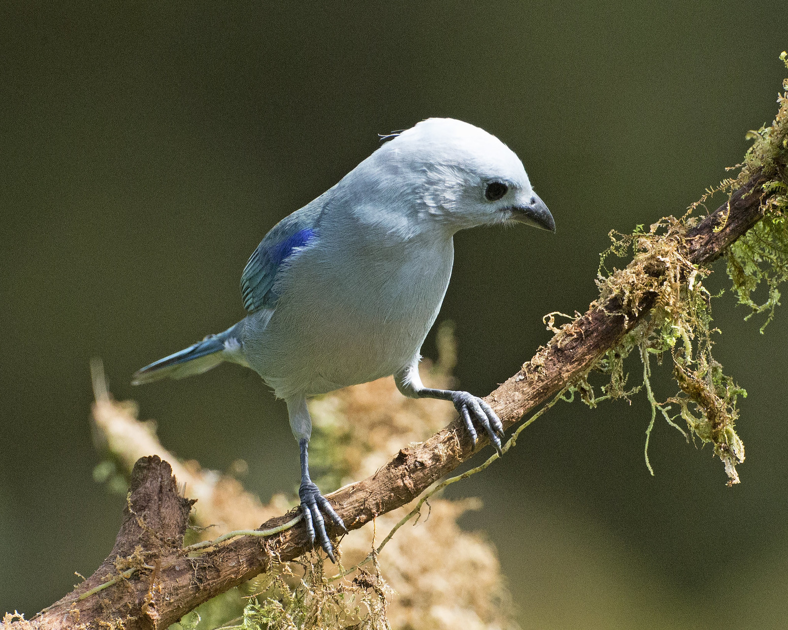 Definitive Guide To Blue-gray Tanager Facts, Habitat, Conservation ...
