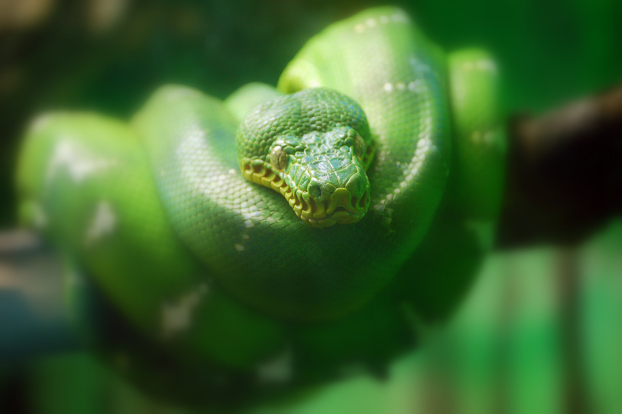 Emerald Tree Boa Facts, Habitat, Conservation Status, Zoo Populations ...
